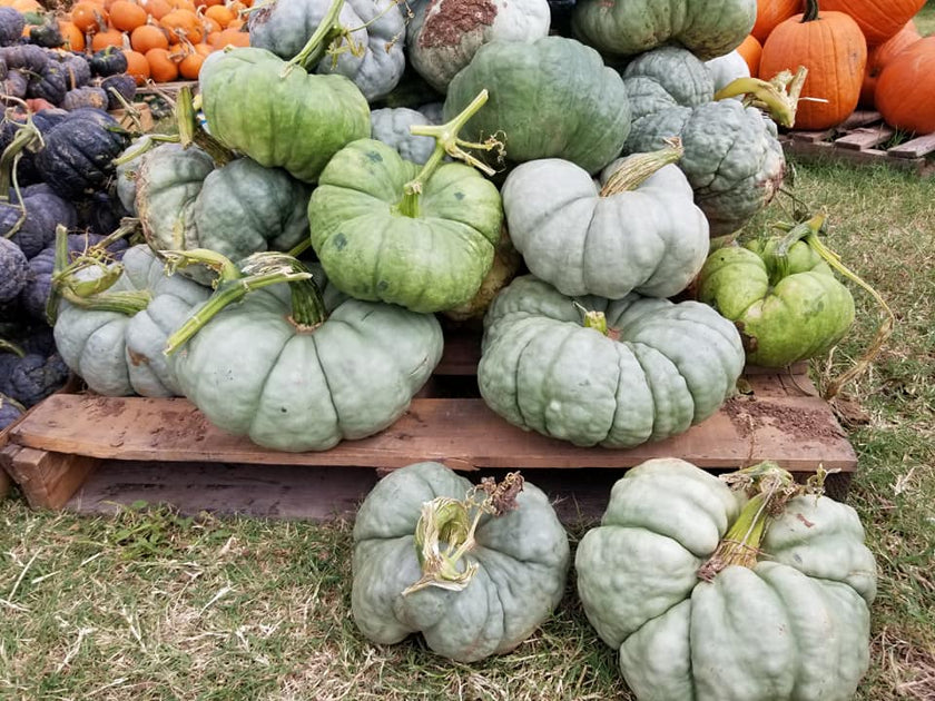 Parkhurst Ranch - Parkhurst Pumpkin & Tree Stand – Parkhurst Pumpkin Patch